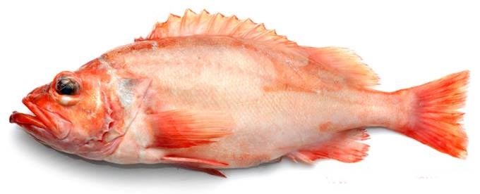 Rødfisk